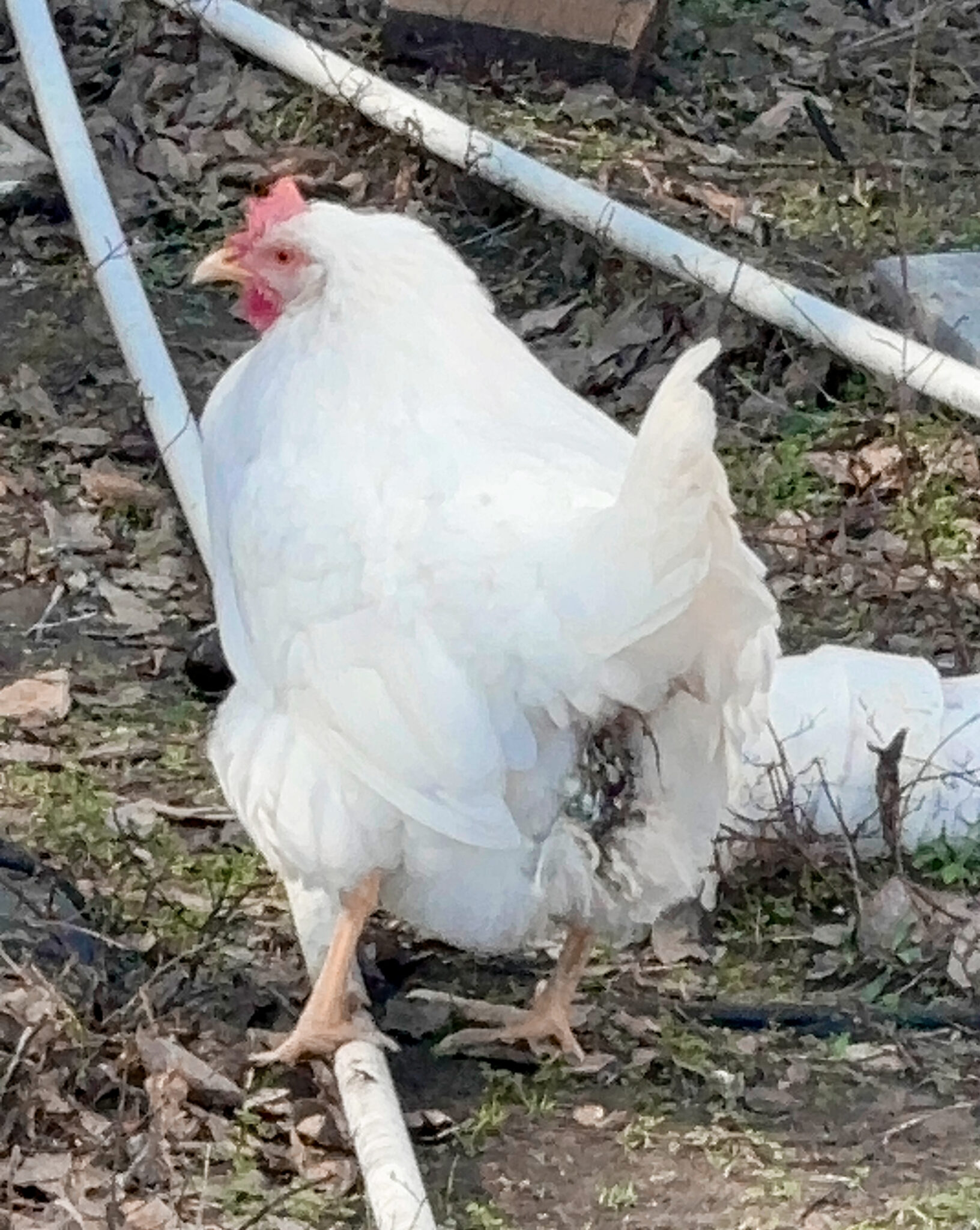 How to Drain a Chicken with Ascites (Water Belly)
