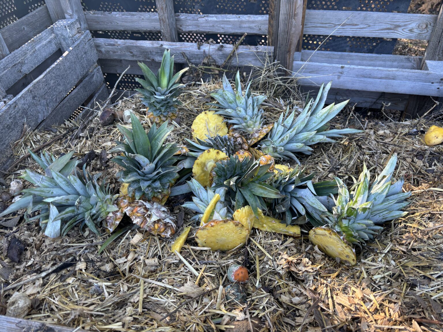 How to Freeze Fresh Pineapple: A Step-by-Step Guide