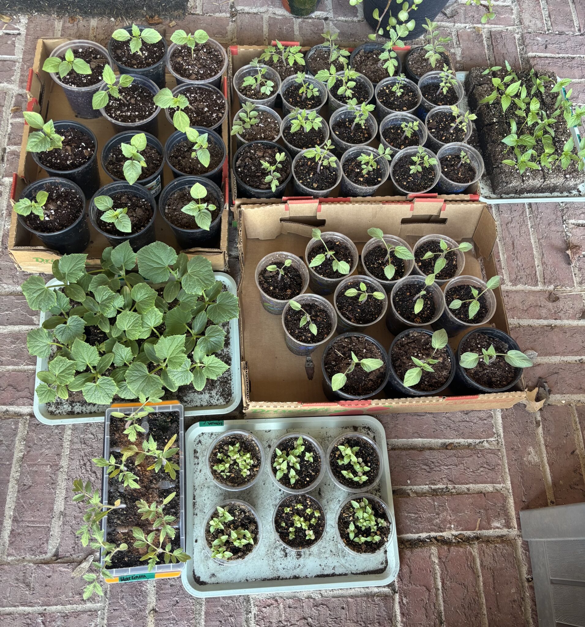 Understanding Seedling Stunting: Common Causes and Solutions for ...