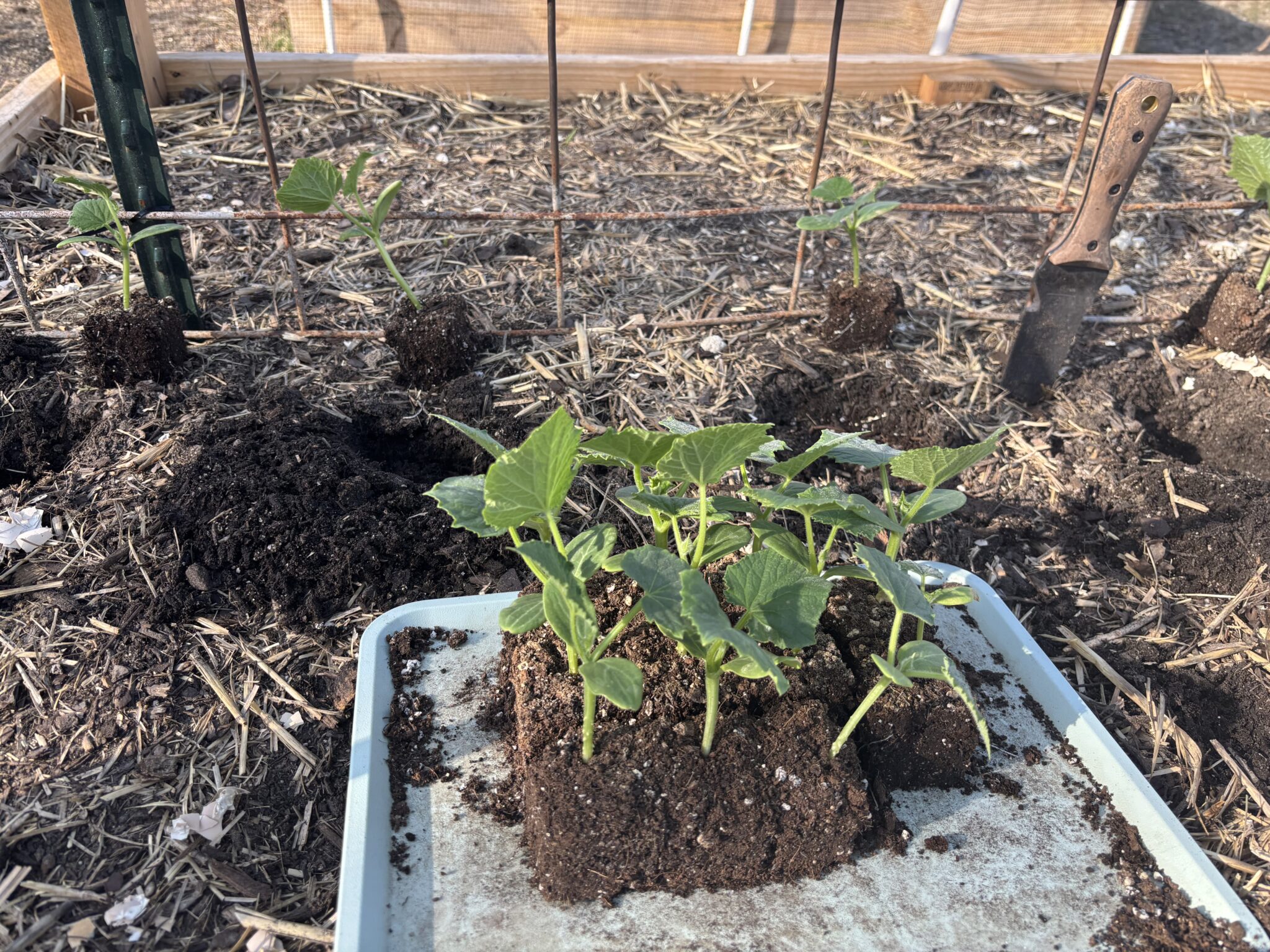 Understanding Seedling Stunting: Common Causes and Solutions for ...